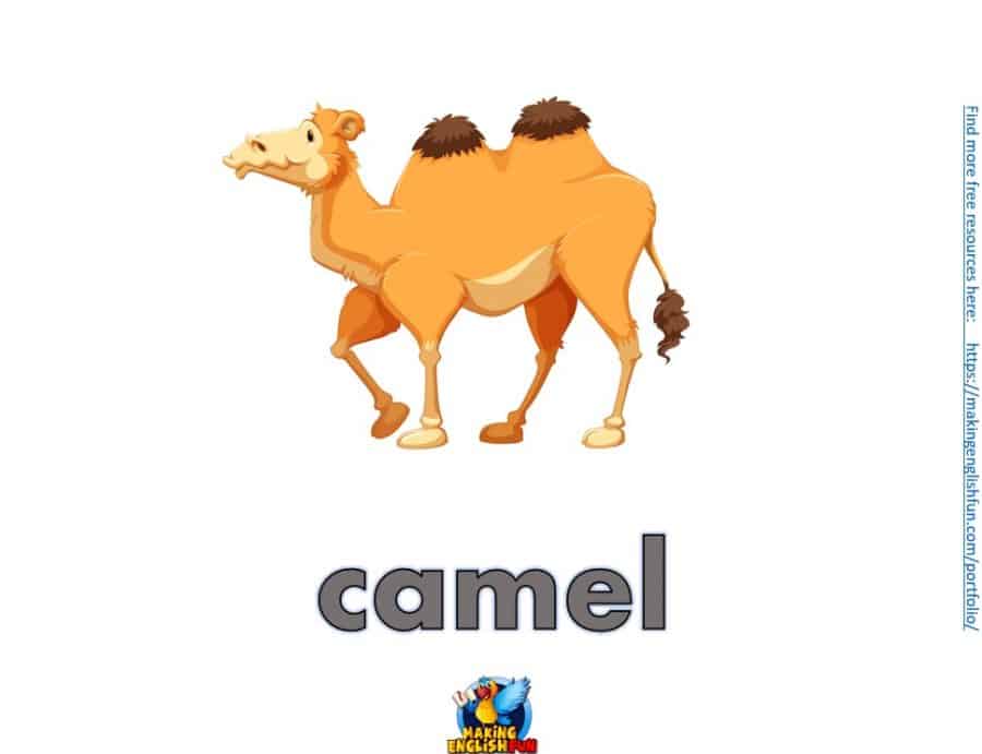 Animal Flashcards.Making English Fun